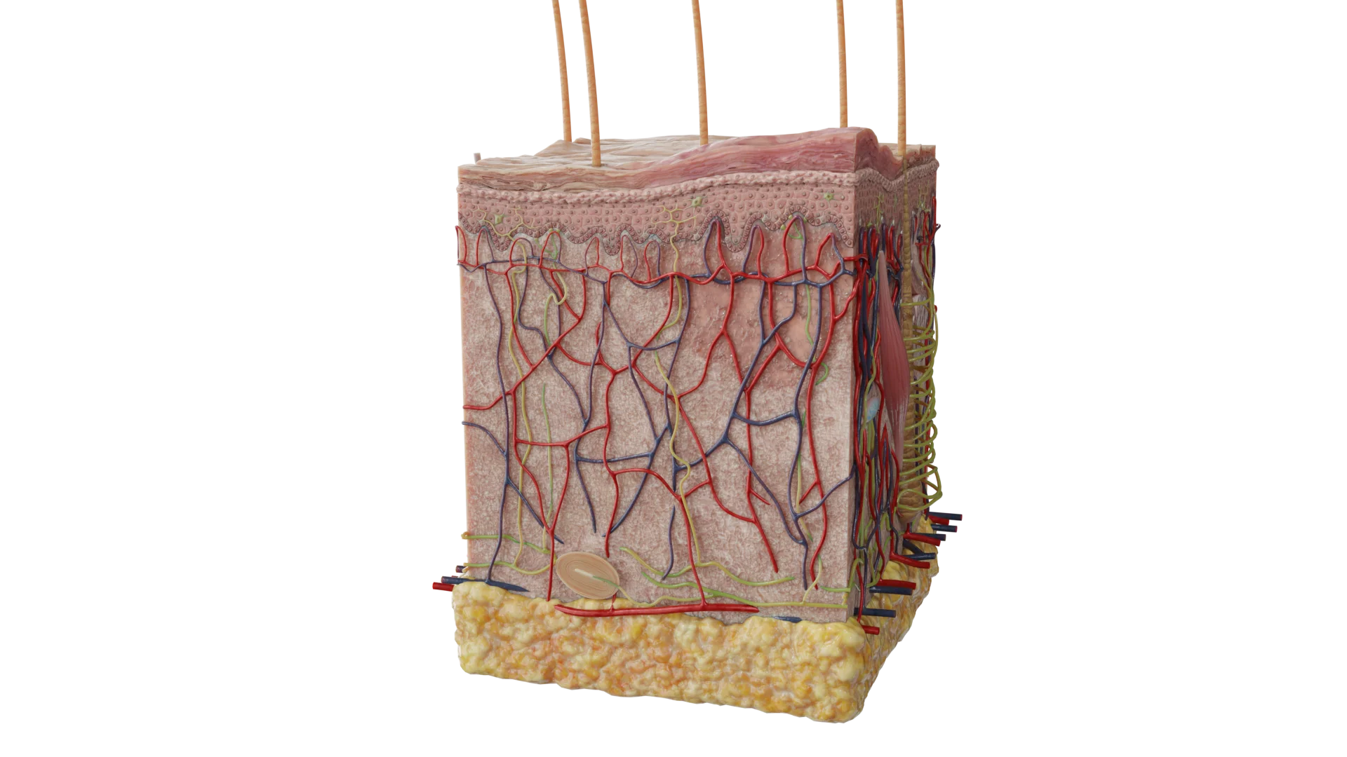 Non-Cavitary Primary Morphologic Elements of the Skin: Classification, Clinical Manifestations